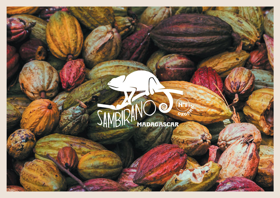 Cocoa Hub - The Premier European Supplier of Fine Flavour Cocoa Beans